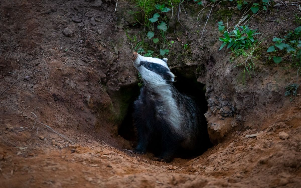 Places to find badgers in Britain | Canal & River Trust