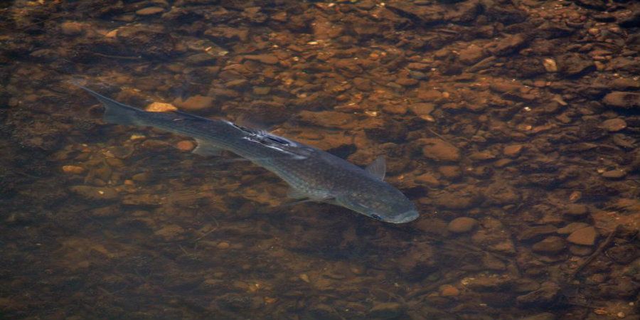 Thick-lipped mullet | Types of fish