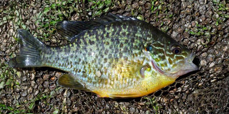 Pumpkinseed | Invasive and non-native fish