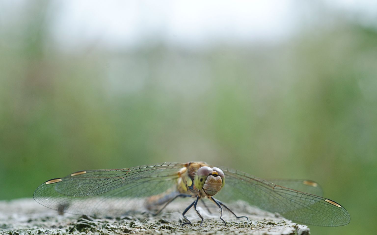 Guide to UK dragonfly species | Canal & River Trust