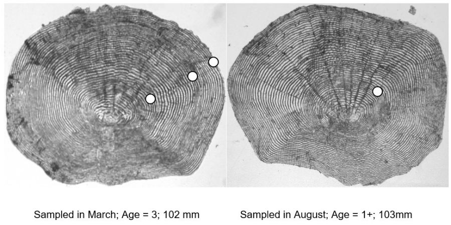 Guide to fish health | How to tell the age of a fish