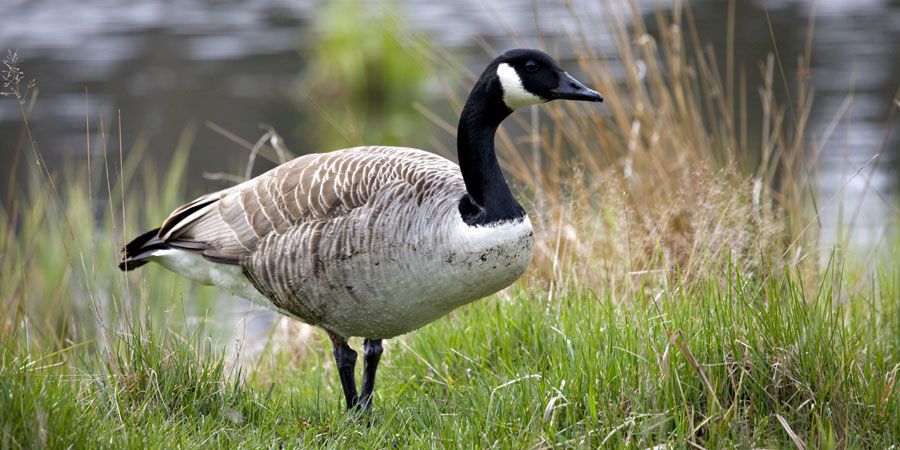 Canada goose | waterway wildlife