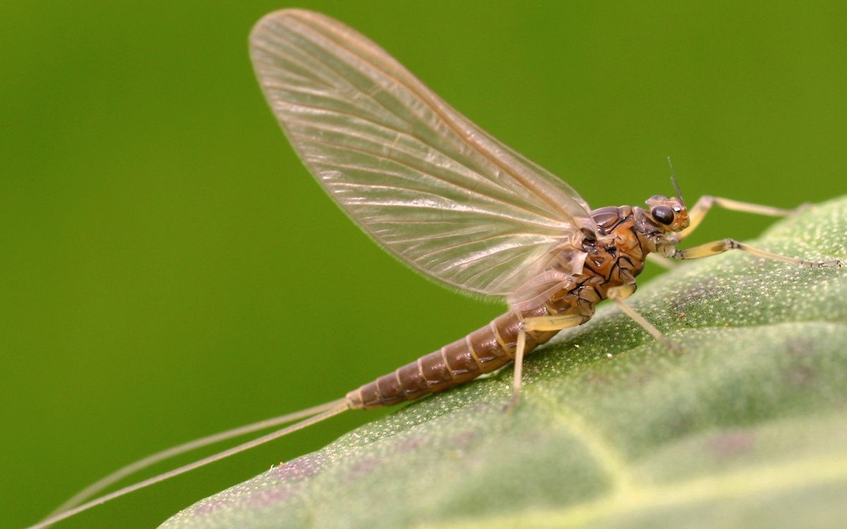 Mayfly insect species | Canal wildlife