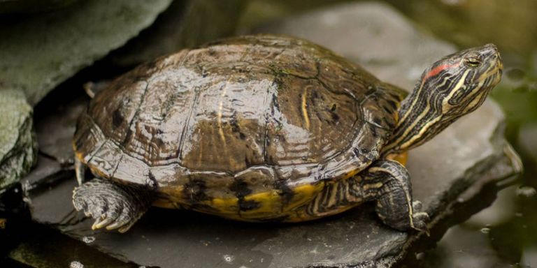 Terrapins | Invasive species