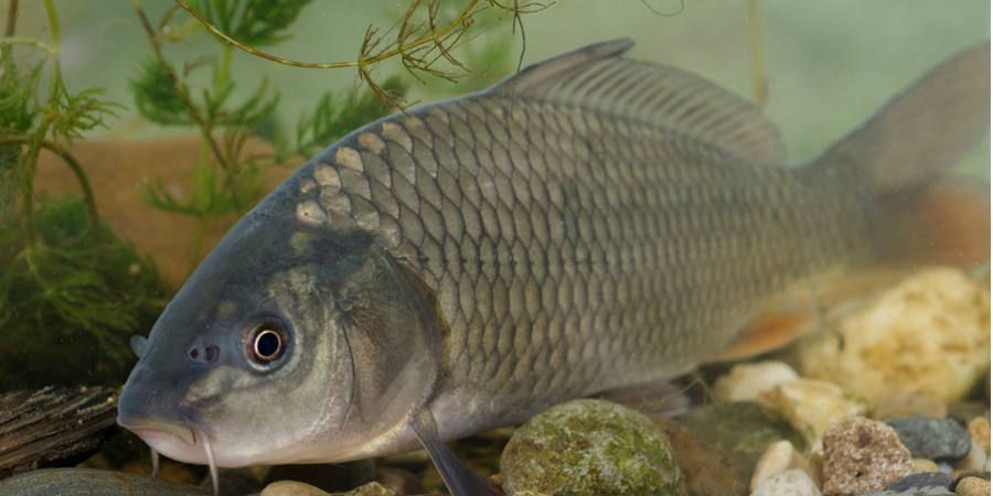 Carp | Types of fish
