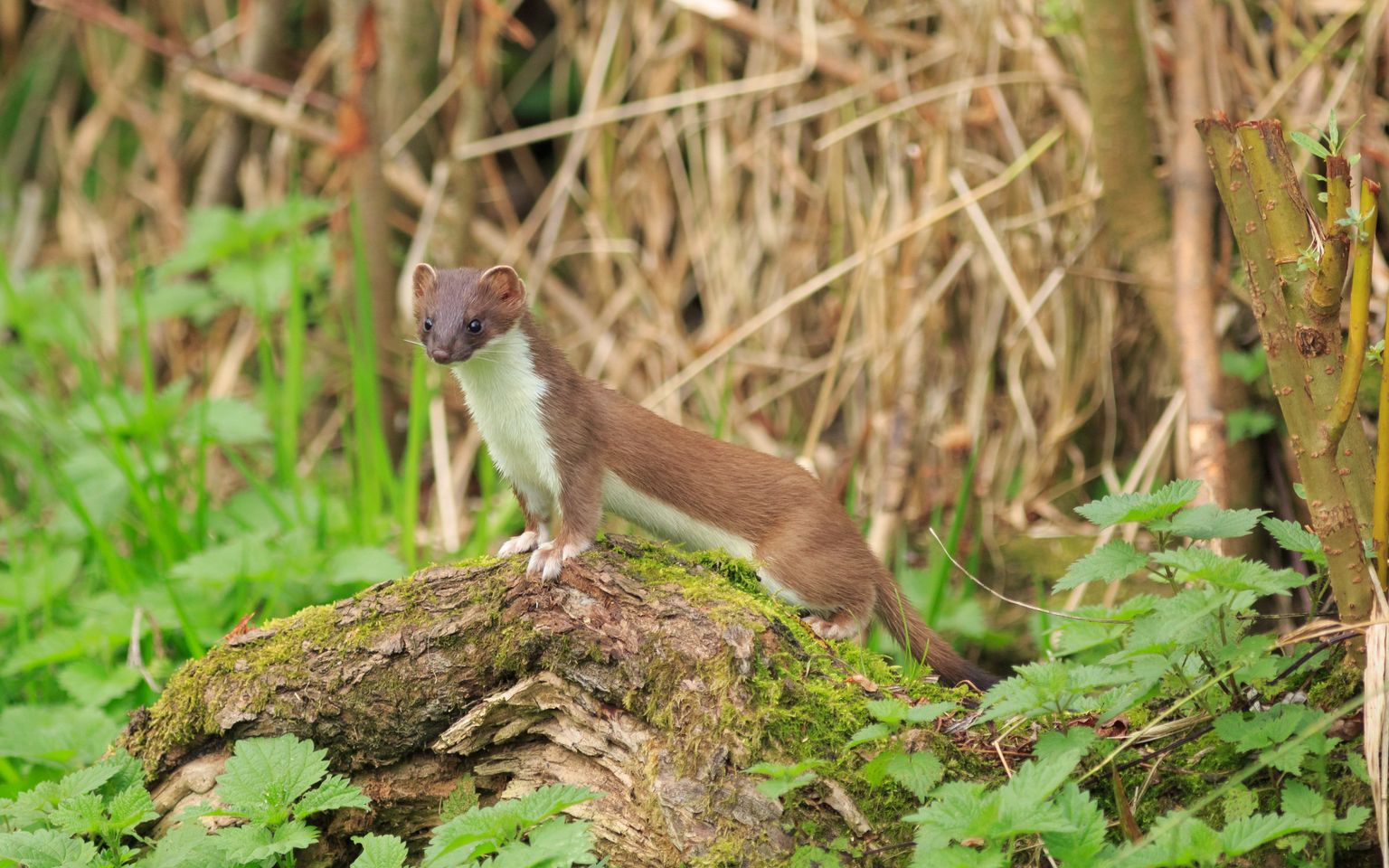 Stoat | canal wildlife
