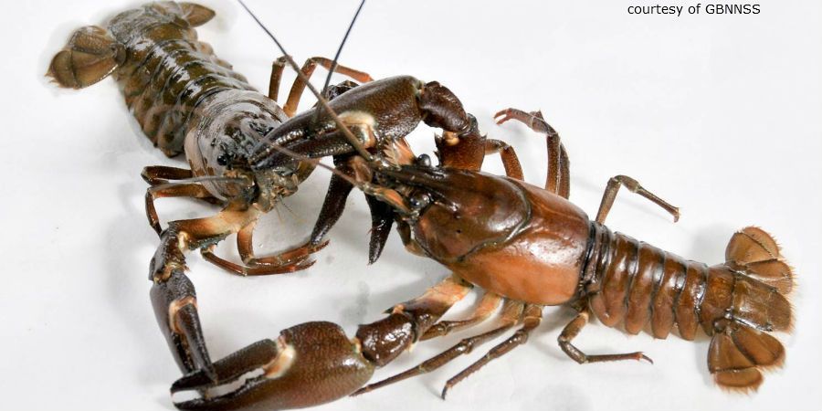 Did the Krays Fish? | Canal & River Trust