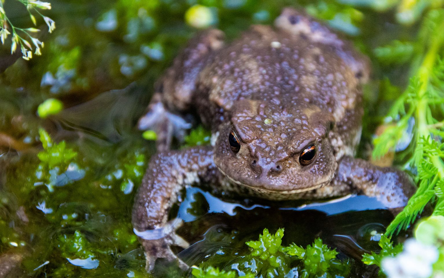 Toad | Canal wildlife