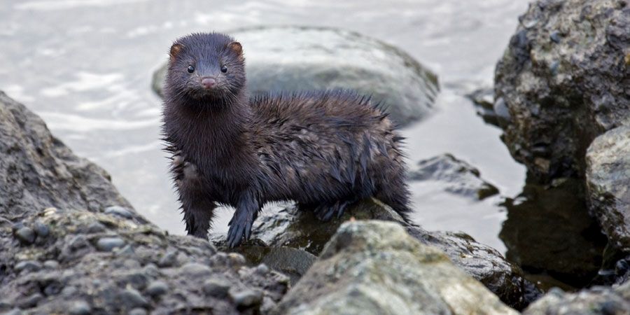 Canal And River Invasive Species | Canal & River Trust