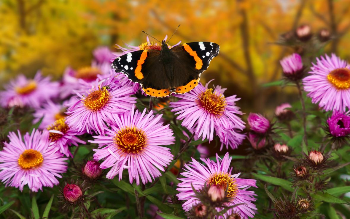 Butterfly guide: how to identify UK butterfly species | Canal & River Trust