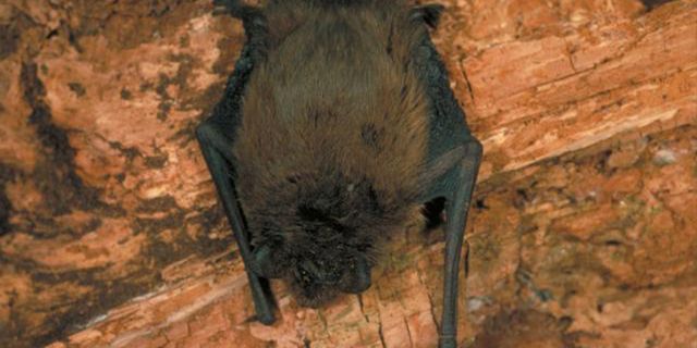 Bat | waterway wildlife | Canal & River Trust