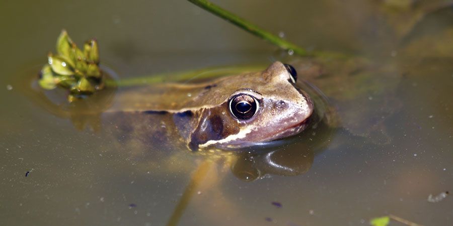 Frog | waterway wildlife