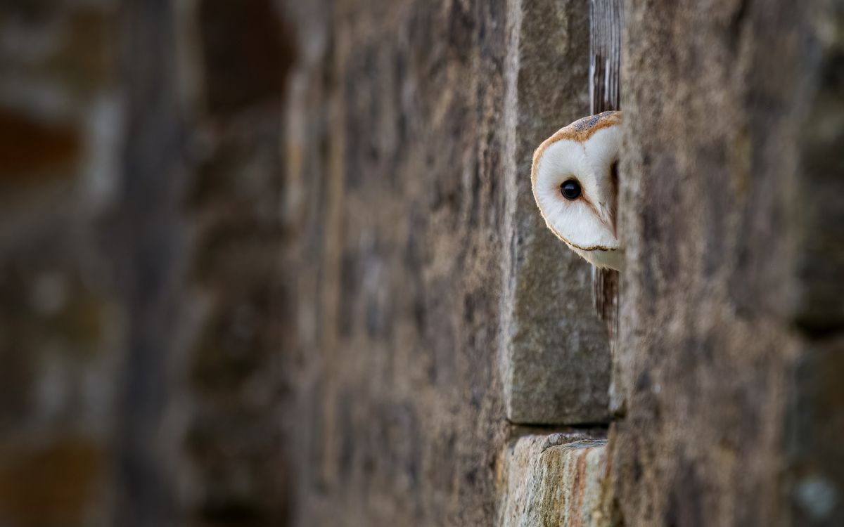 Five places to see barn owls | Canal & River Trust