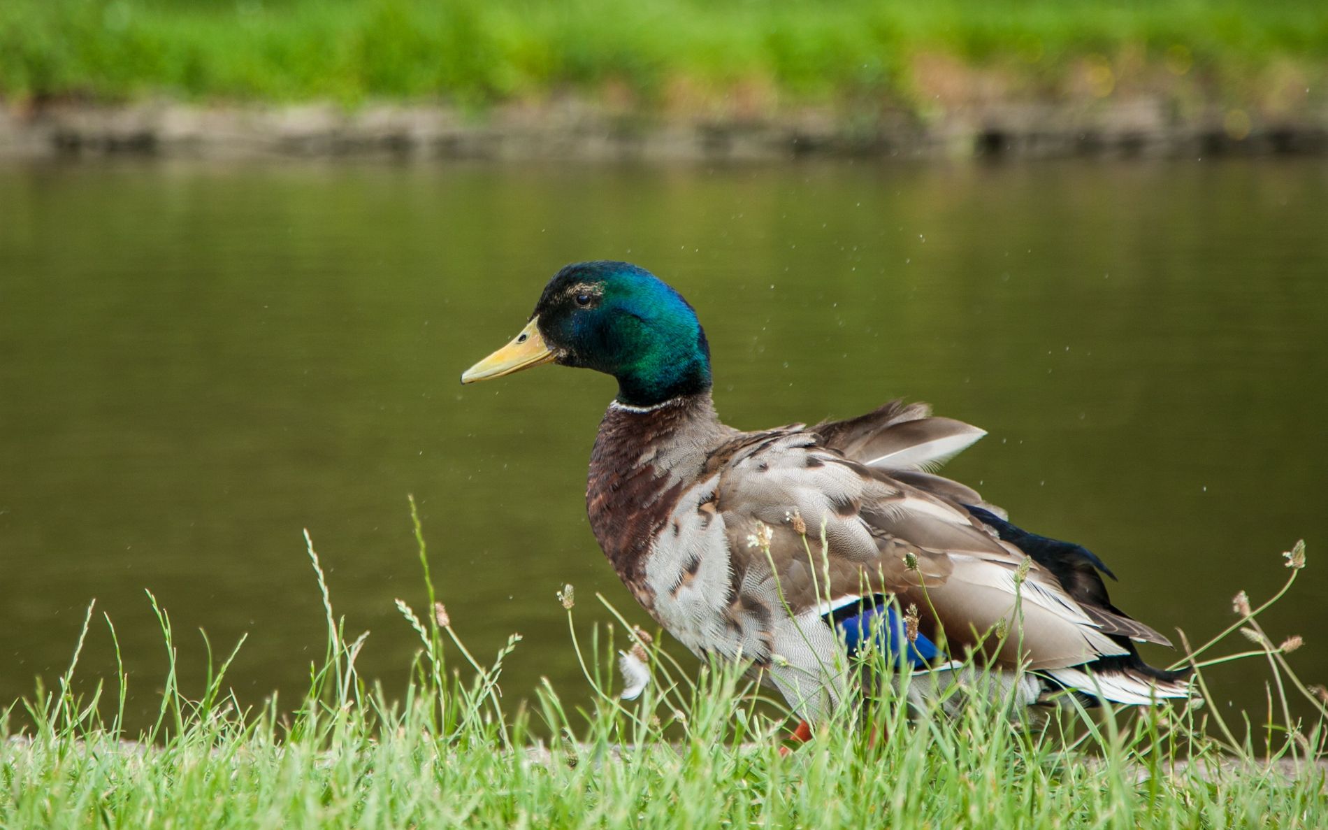 Mallard | canal wildlife