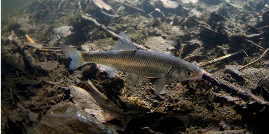 Dace | Types of fish