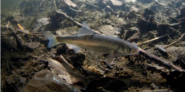 Dace | Types of fish