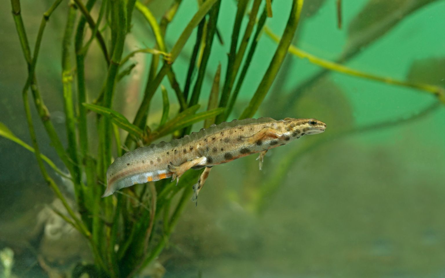 Newt | canal wildlife