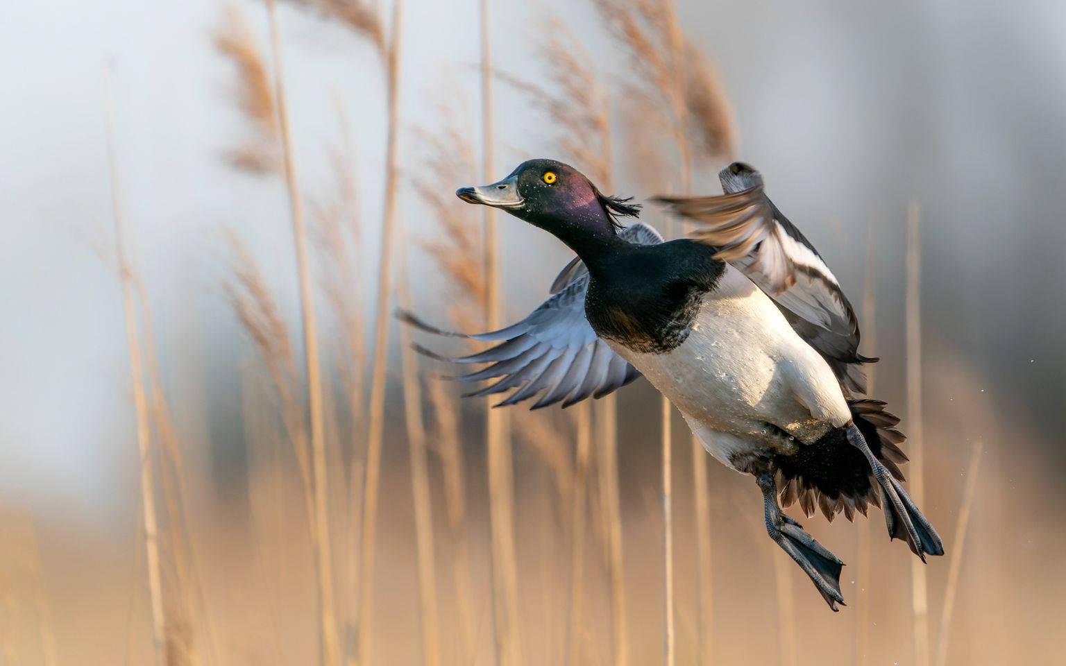Duck | canal wildlife