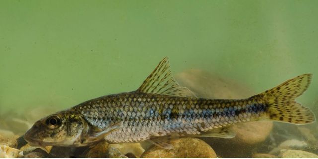 Gudgeon | Types of fish