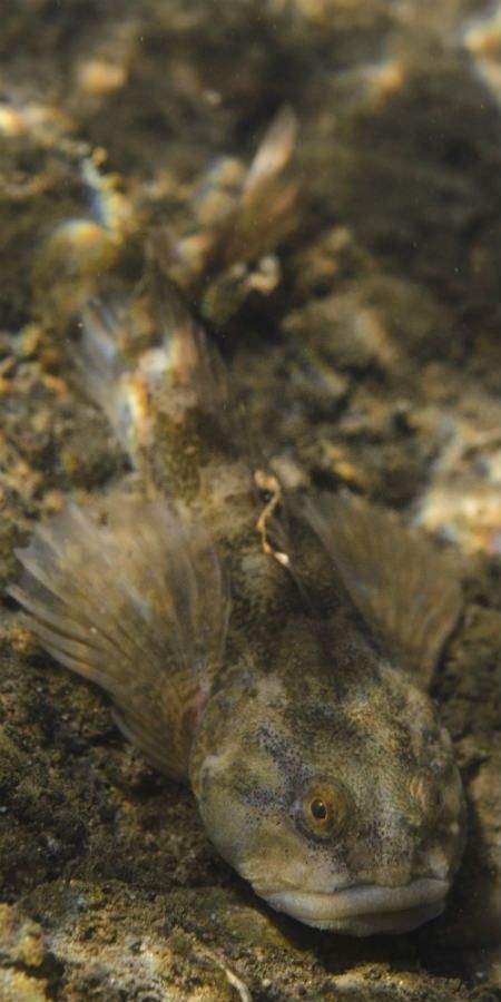 Bullhead | Rare and protected fish
