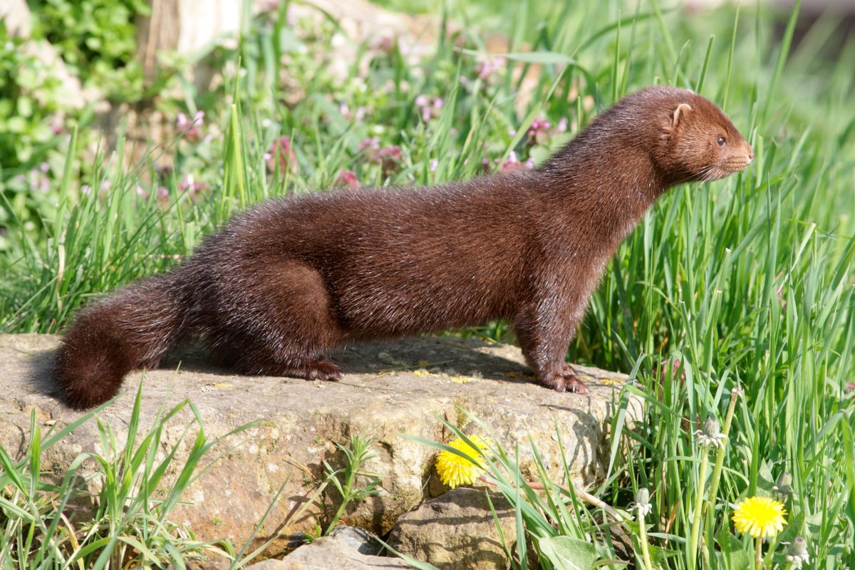 American mink | Invasive species | Canal & River Trust