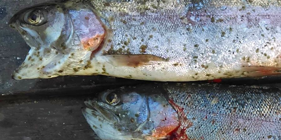 Guide to fish health | Argulus (fish louse)