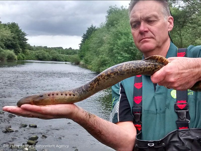 Sea lamprey | Rare and protected fish
