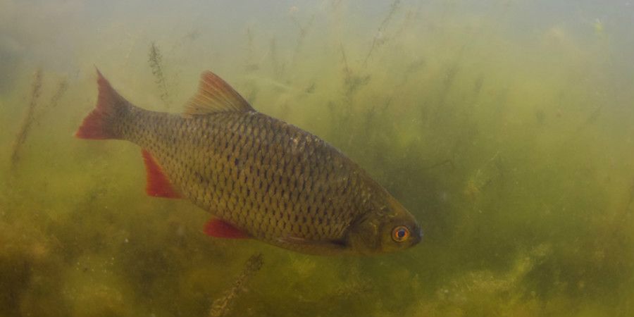 Rudd | Types of fish