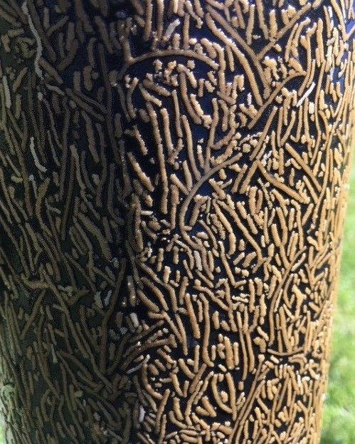 Guide to fish health | Argulus (fish louse)