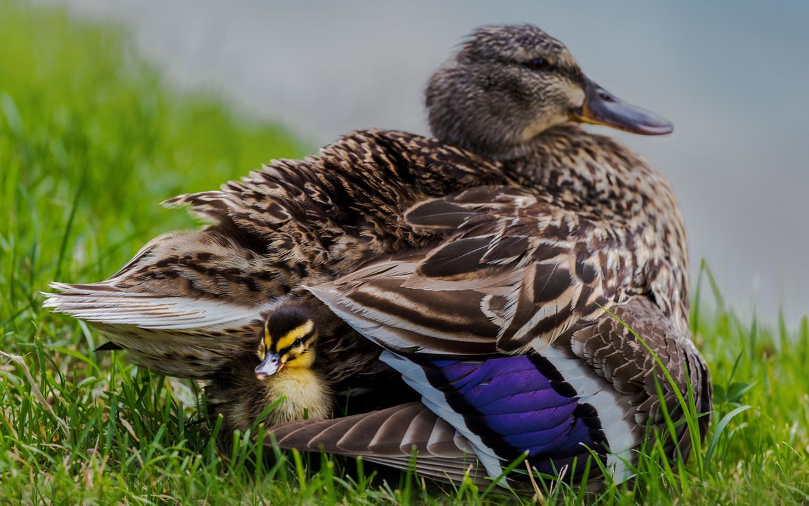 Mallard | canal wildlife