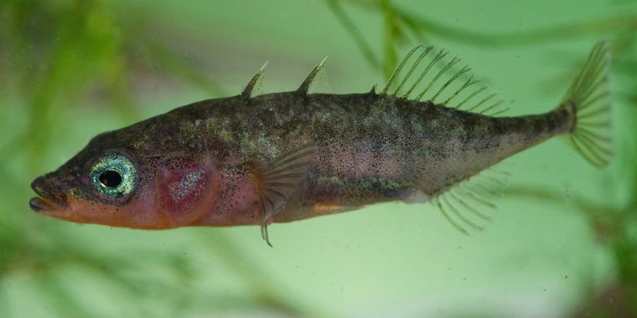 Three-spined stickleback | Types of fish