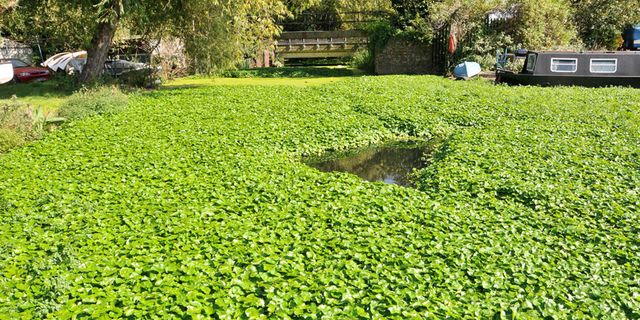 Invasive species control | Canal & River Trust