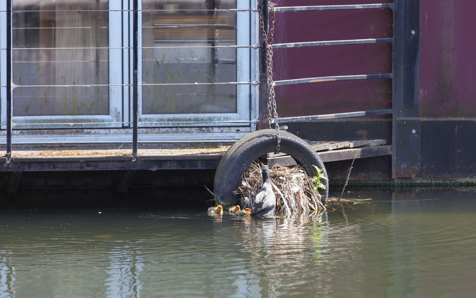 Coot | canal wildlife