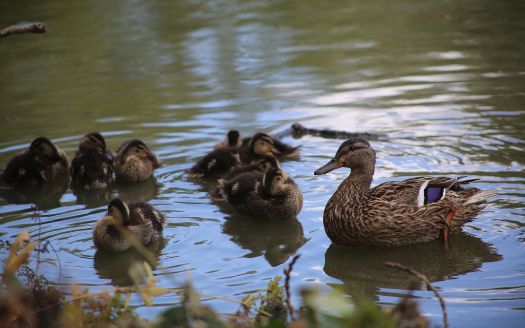 Mallard | canal wildlife