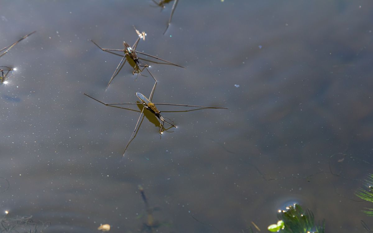 Canal insect species | Canal & River Trust