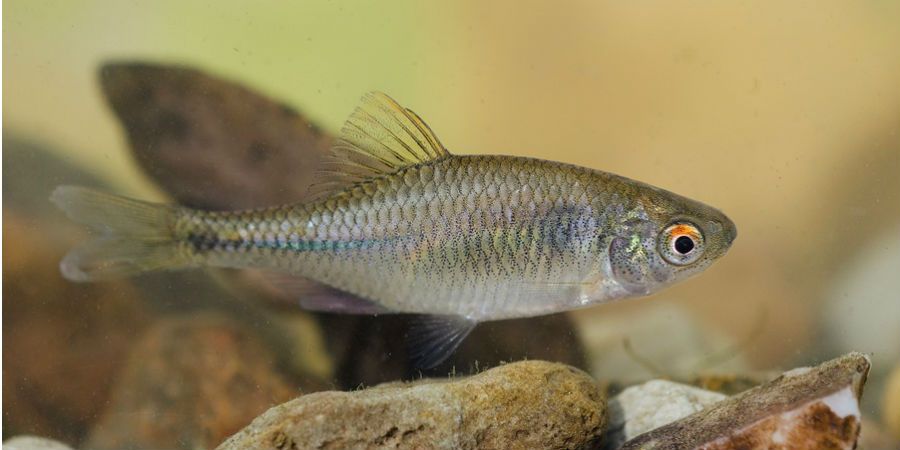 Bitterling | Invasive and non-native fish
