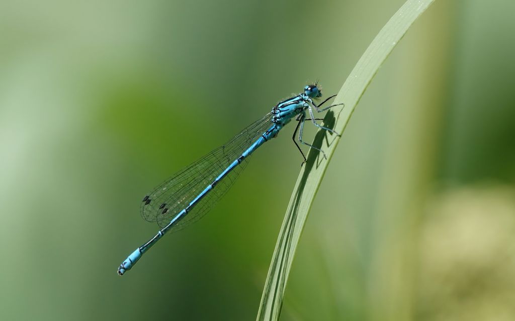 A guide to UK damselfly species | Canal & River Trust