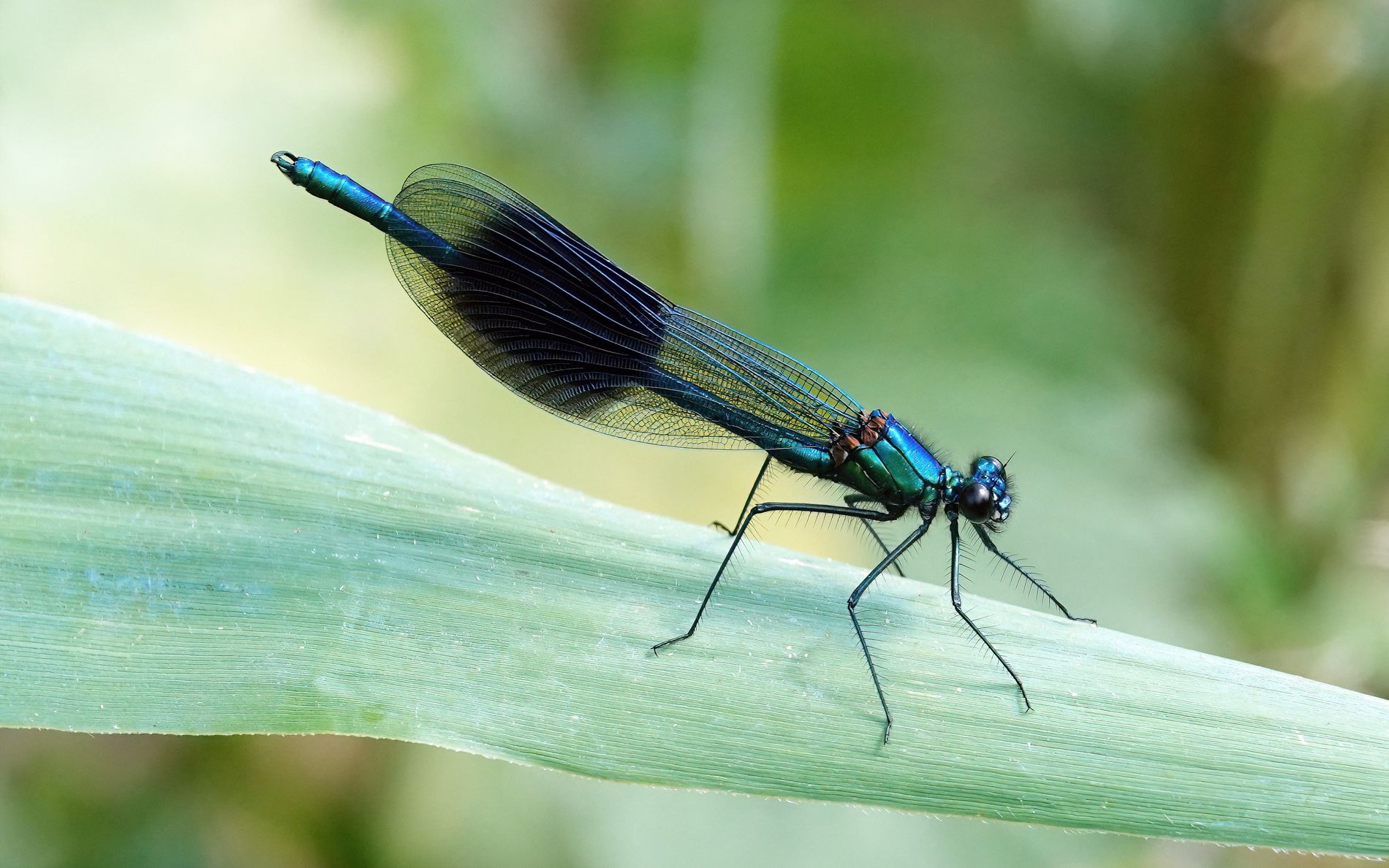 A guide to UK damselfly species | Canal & River Trust