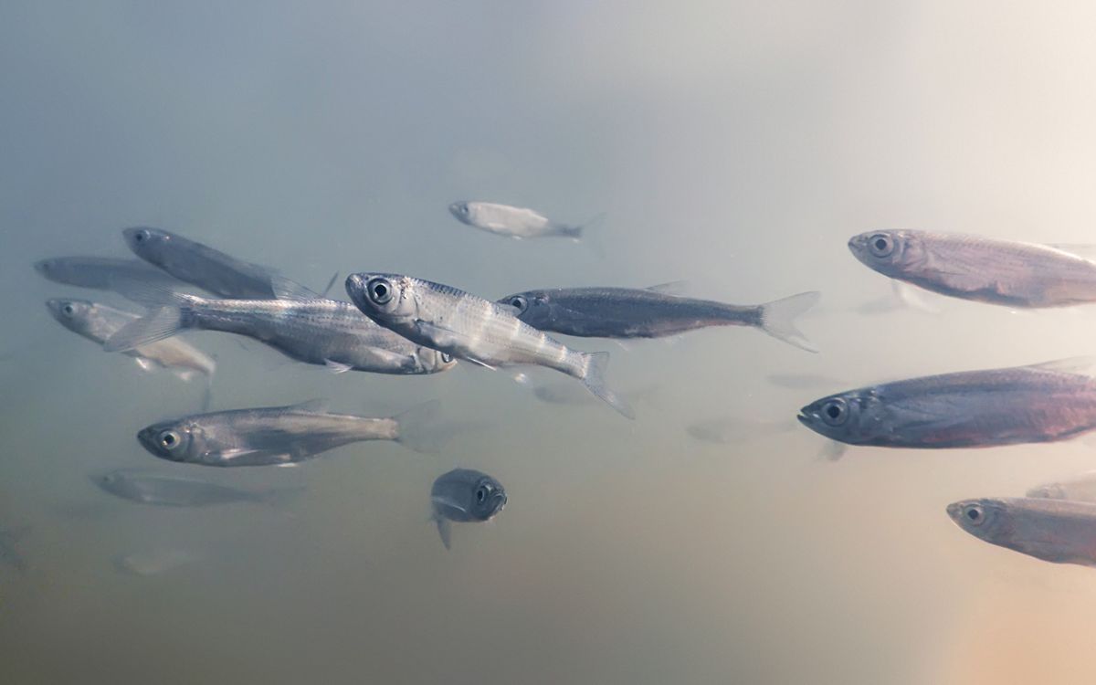 Bleak | Fish species | Canal & River Trust