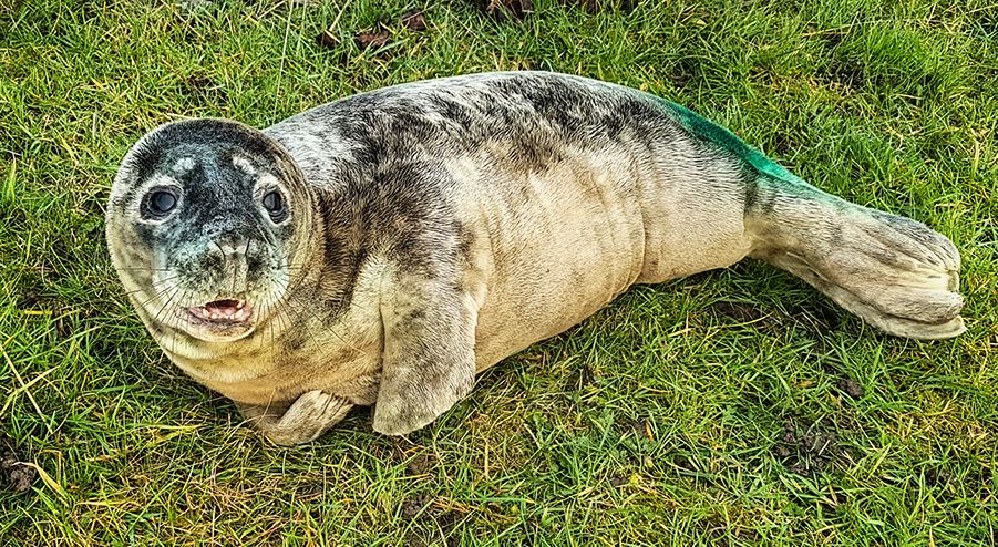 Seals on the Tees | Canal & River Trust