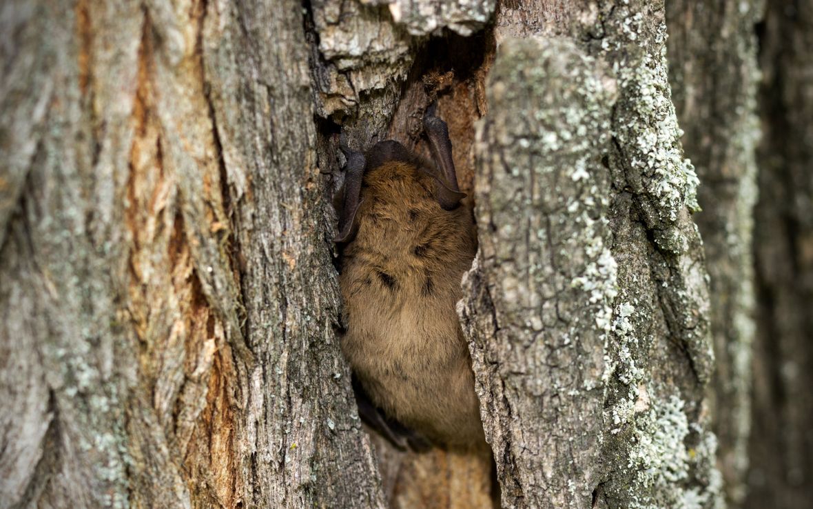 How to identify bat species | Canal & River Trust