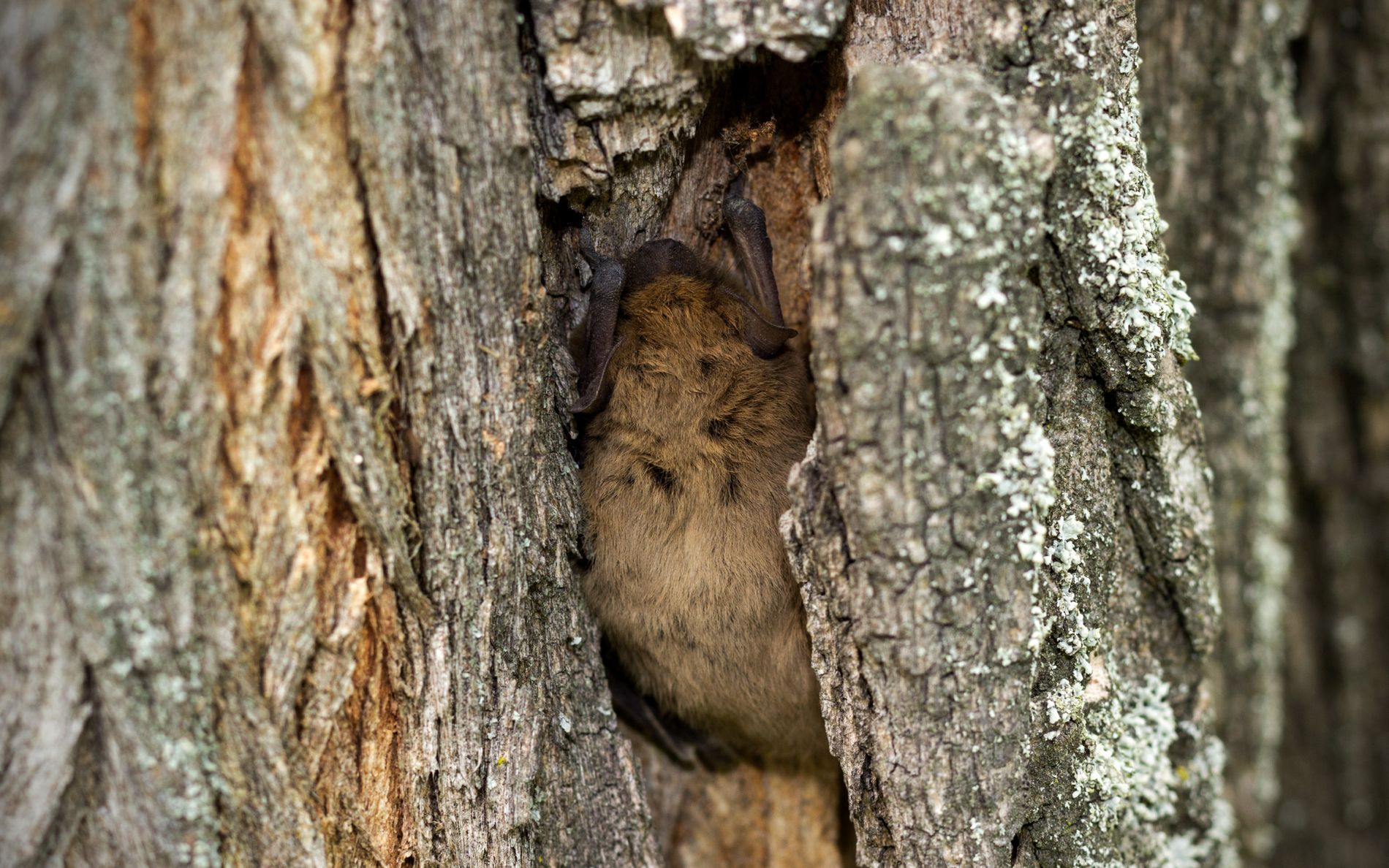 How to identify bat species | Canal & River Trust