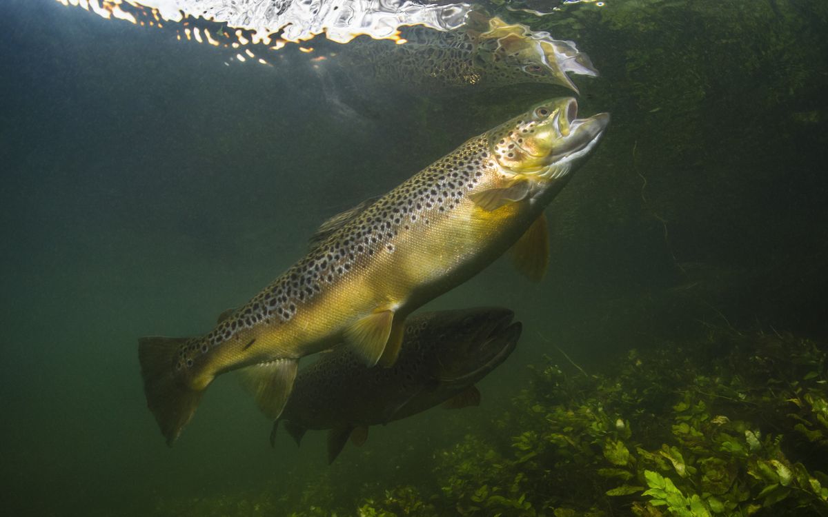 Brown trout | Fish species | Canal & River Trust