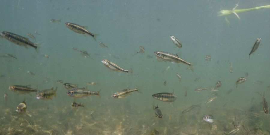 Minnow | Types of fish