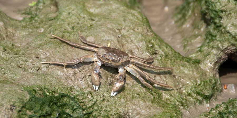 Chinese mitten crab | Invasive species