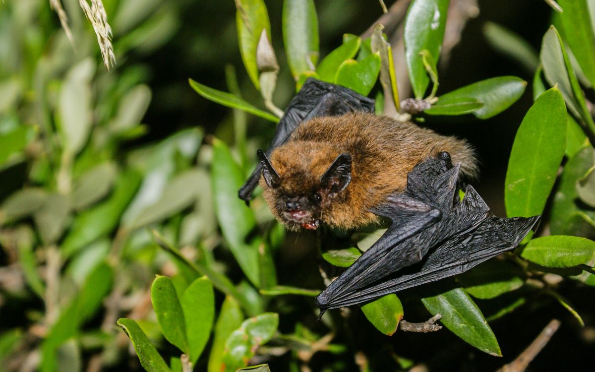 How to spot bats | Canal & River Trust