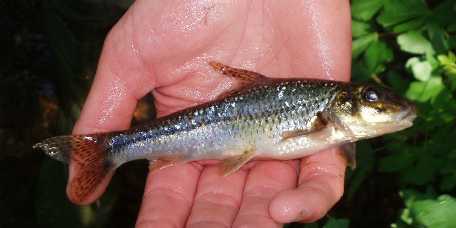 In praise of the gudgeon | Canal & River Trust