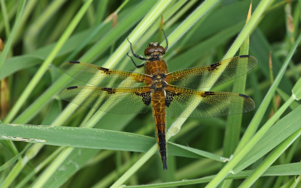 Guide to UK dragonfly species | Canal & River Trust