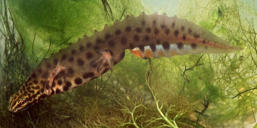 Newt | waterway wildlife | Canal & River Trust