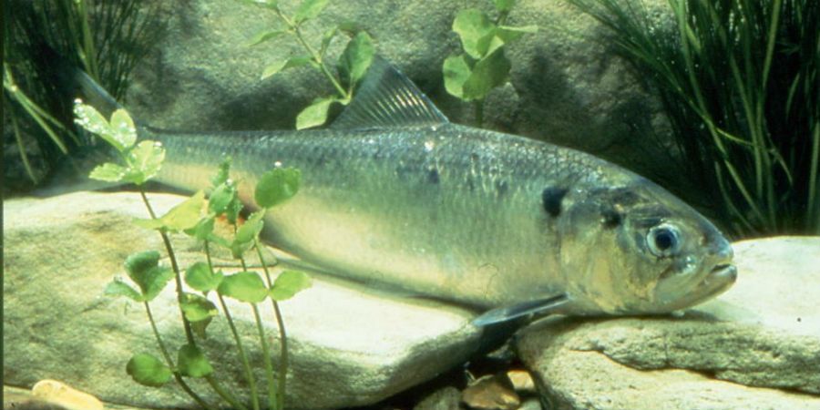 Twaite shad | Rare and protected fish
